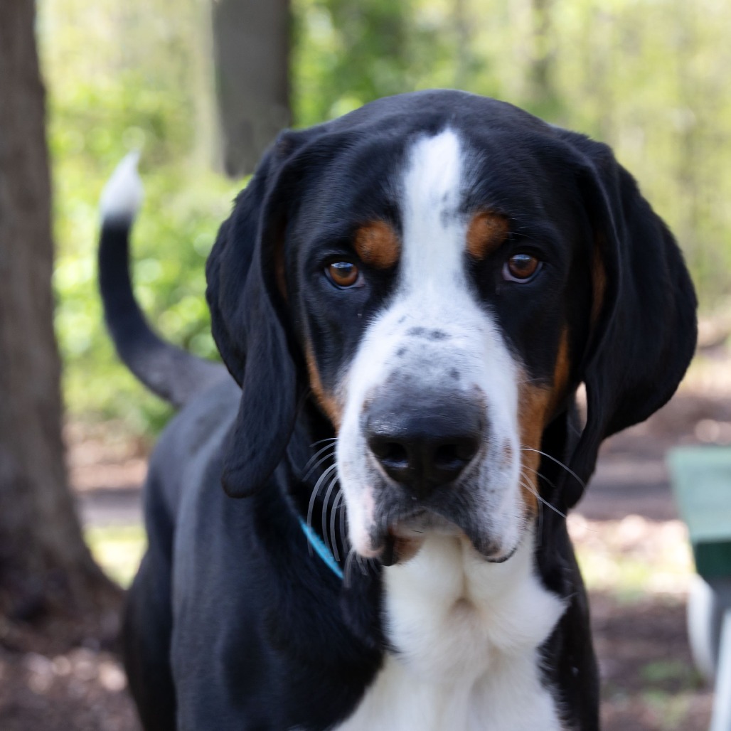 Grudo is available for adoption at Happy Bark