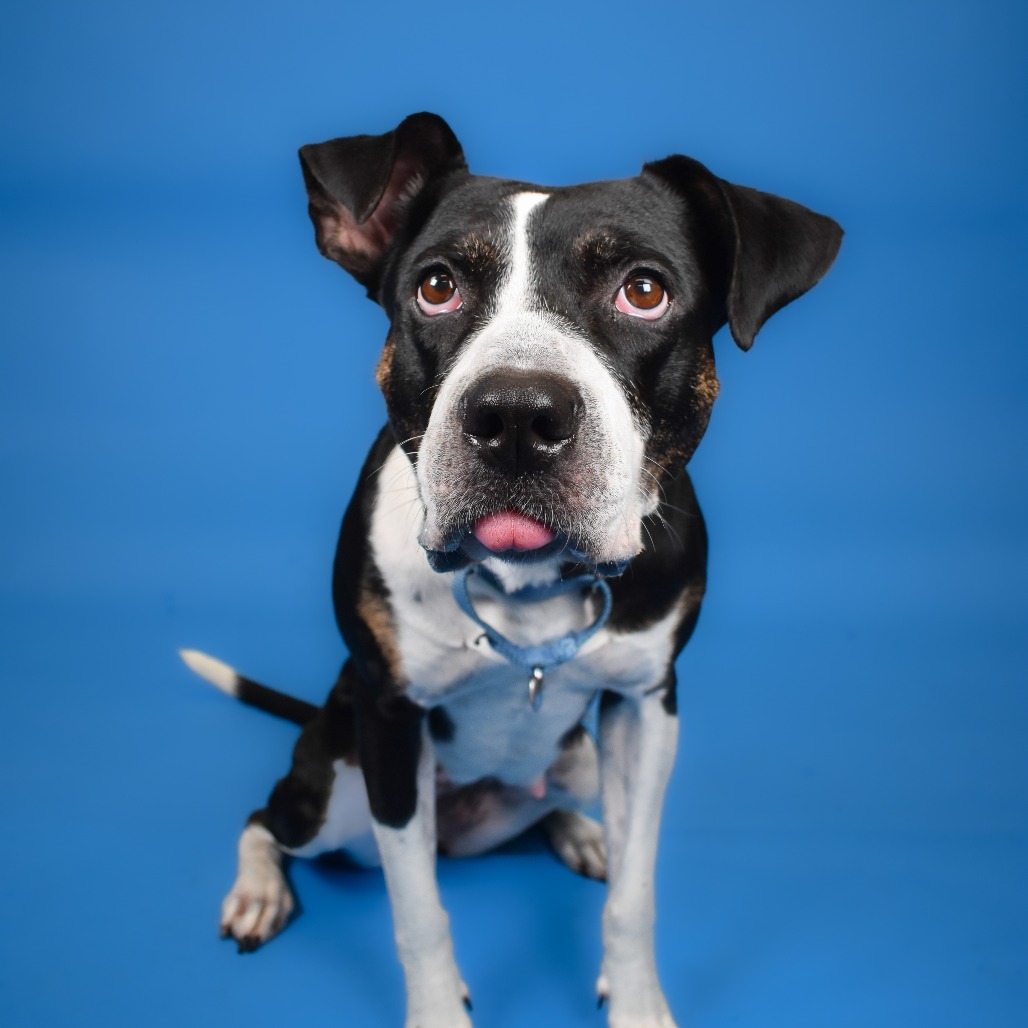 Foster | Start your fostering journey today and help save lives