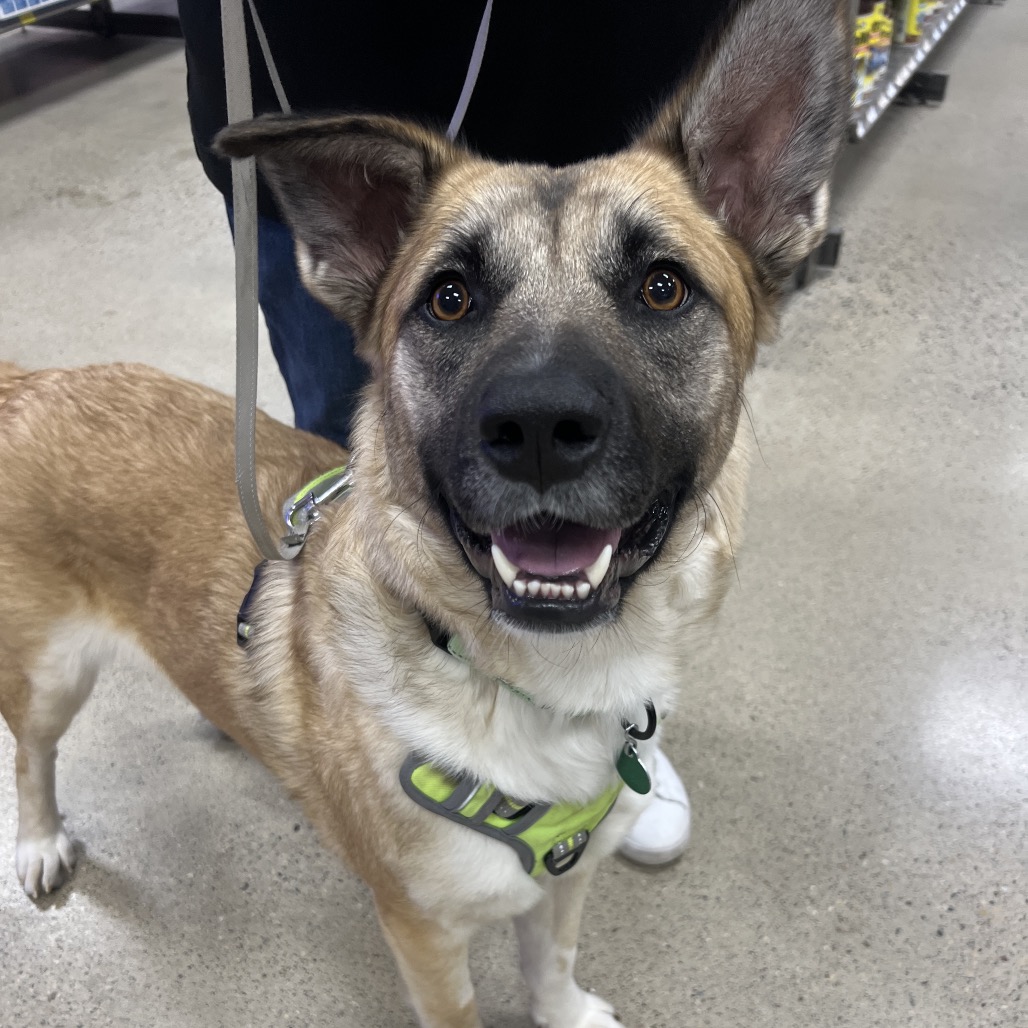 Adoptable Dogs - Rescue Network