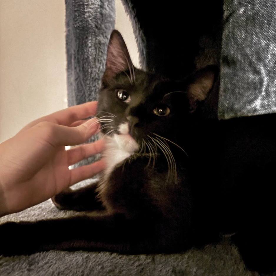 Coke Zero is available for adoption at Rescue and Relax