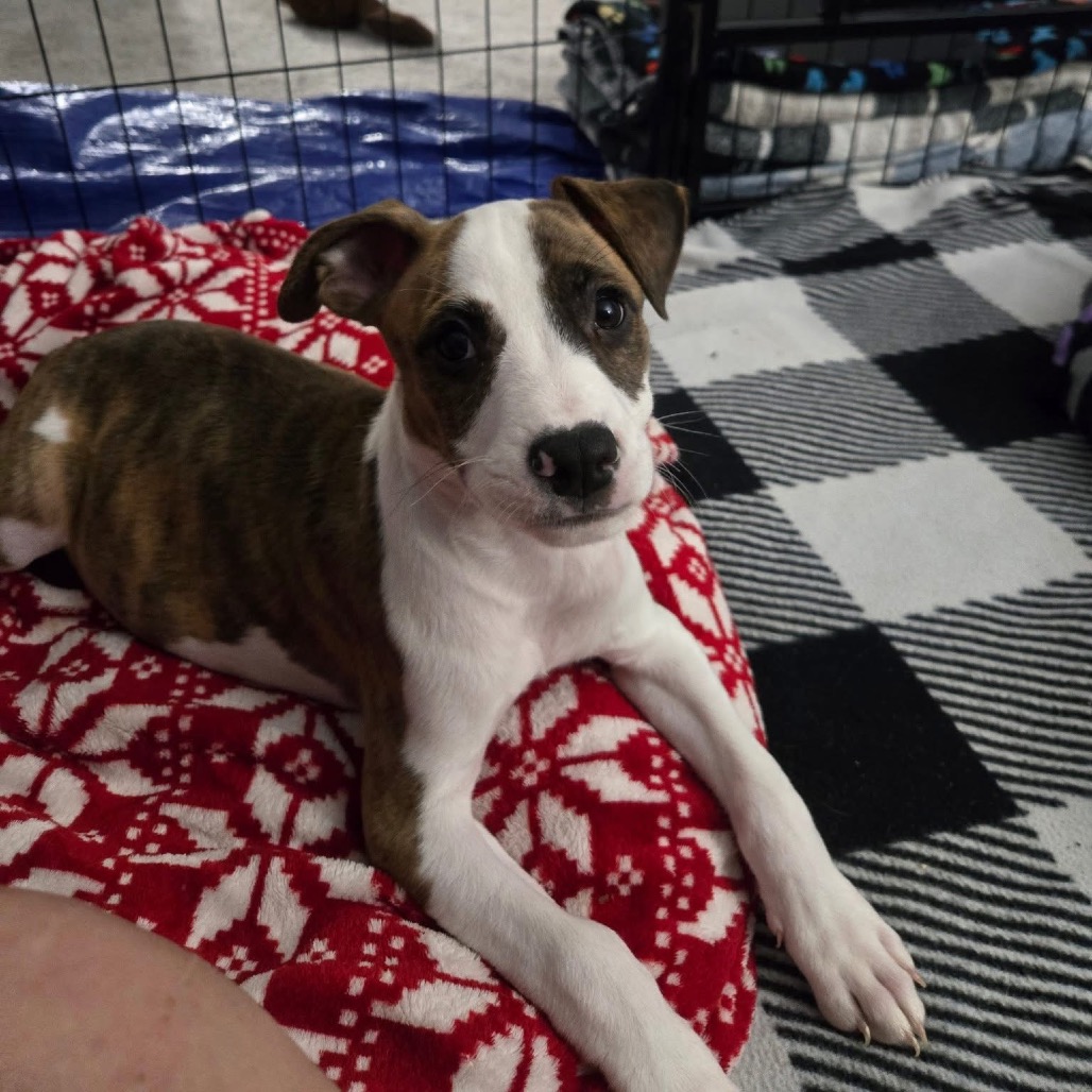 Dogs, Cats, and Critters for Adoption - One Tail at a Time