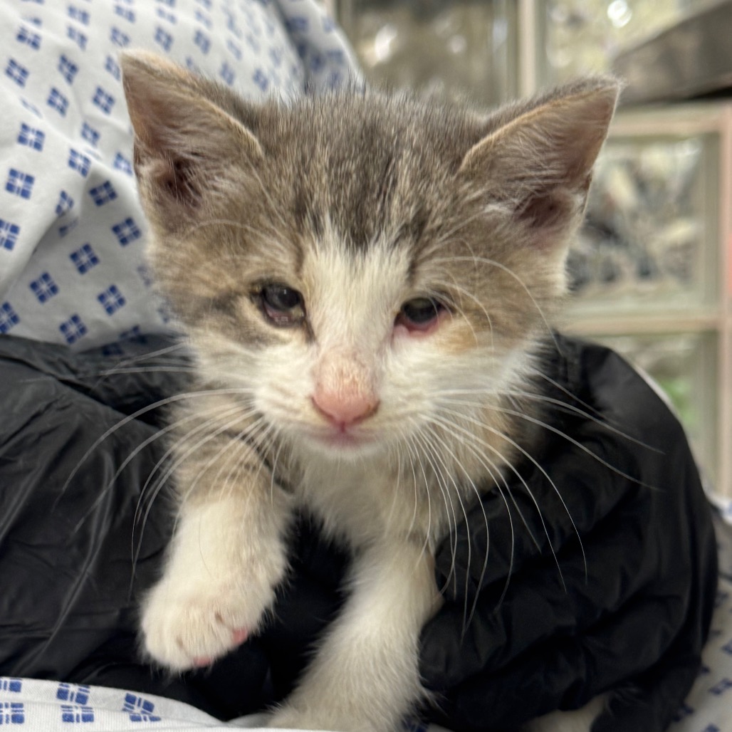 Pet: Michelle at Peggy Adams Animal Rescue