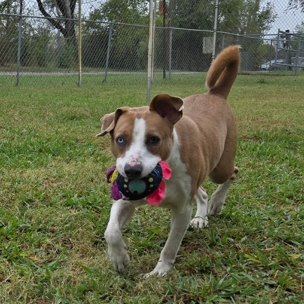 Duke is available for adoption at Tulsa SPCA