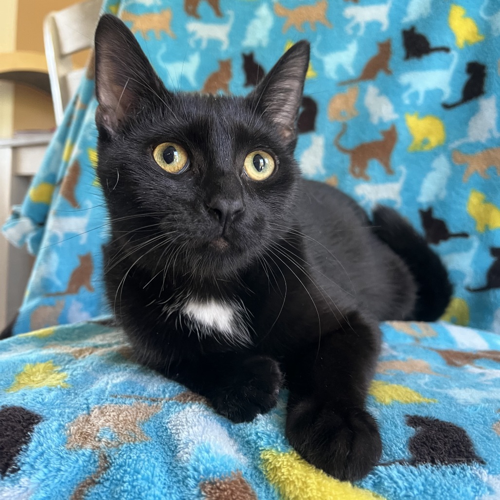 Roscoe is available for adoption at Humane Society of Oldham County