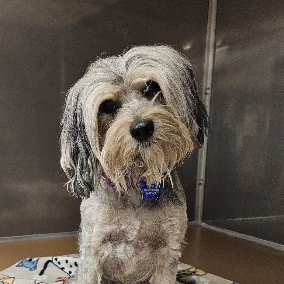 Meet Milo, a Shepherd, Australian/Poodle Dog Available For Adoption ...