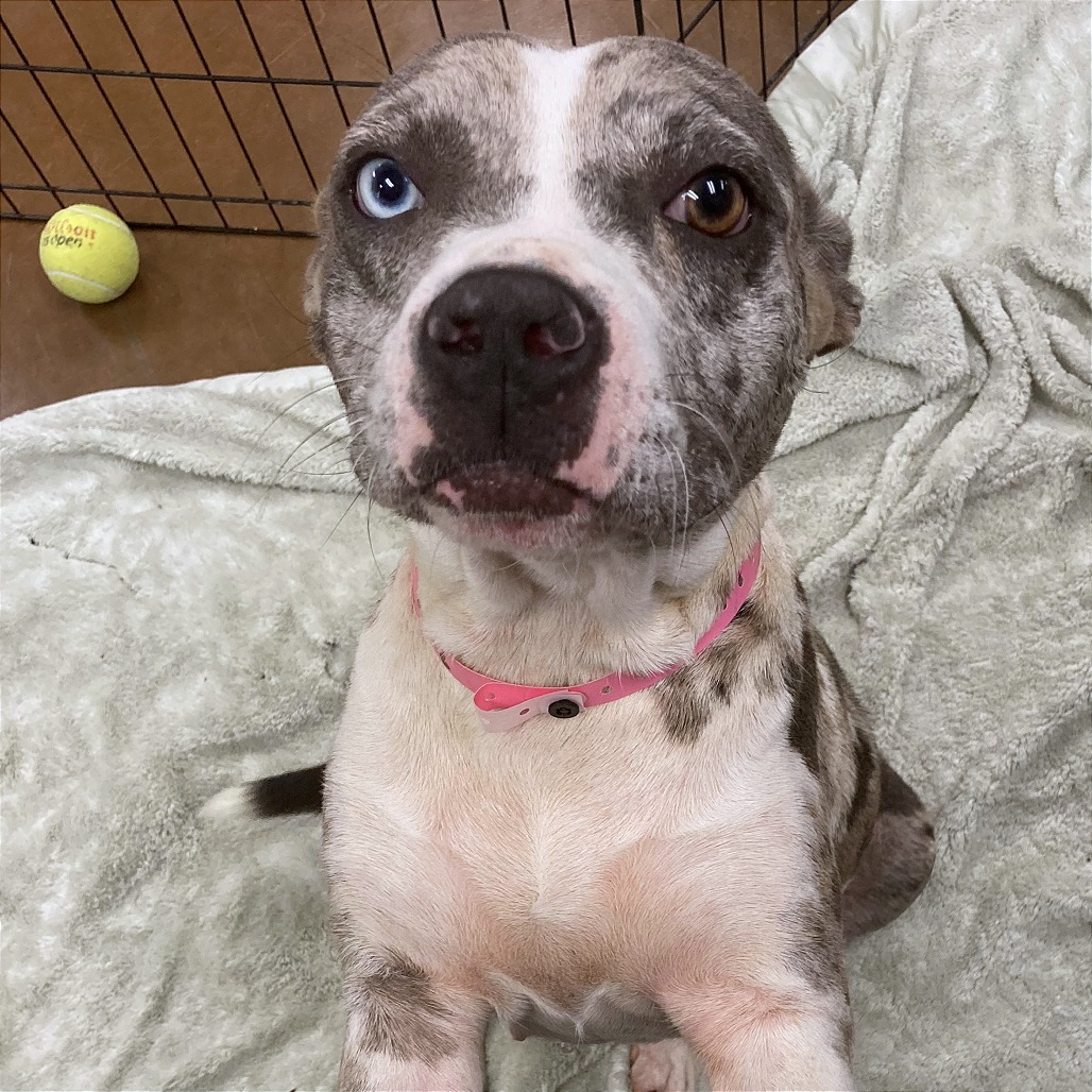 Rhia is available for adoption at Memphis Animal Services