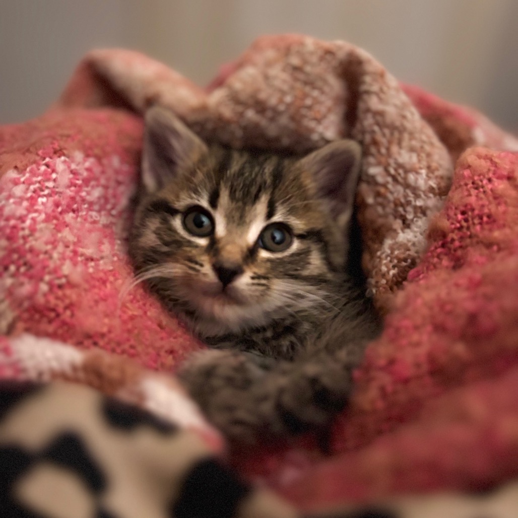 Piper - Humane Animal Rescue