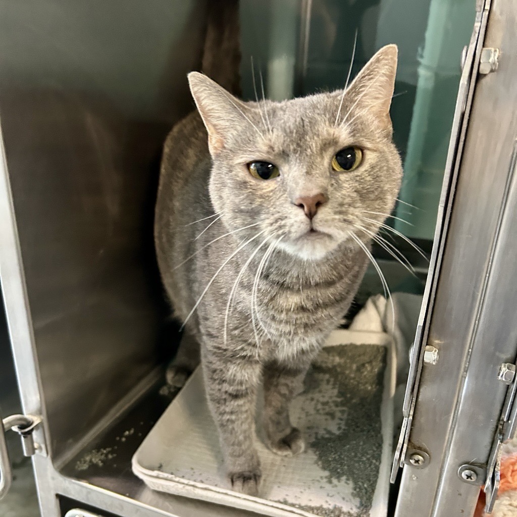 Bella Bong Bing is available for adoption at Maryland SPCA