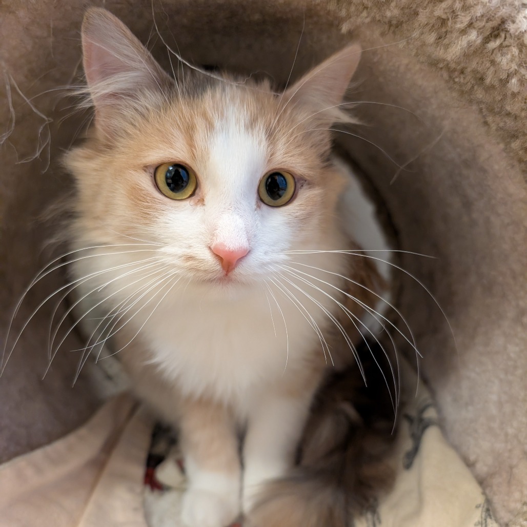 Latte is available for adoption at AnimalKind Inc.