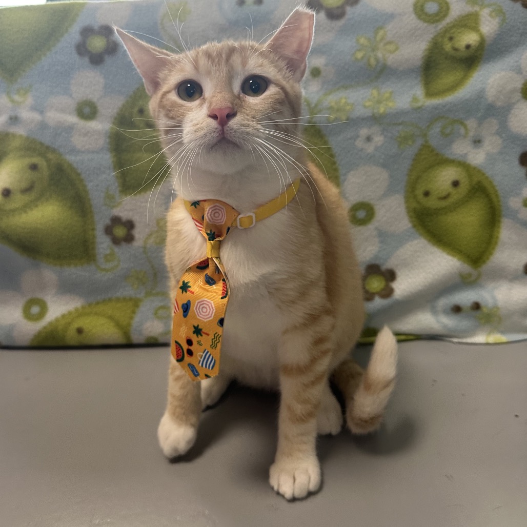 Garfield is available for adoption at Northern Oklahoma Humane Society