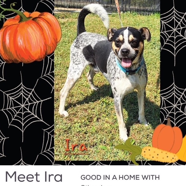 Ira is available for adoption at Humane Society of Delaware County