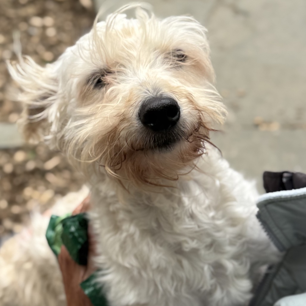 Lyra - Phoenix Animal Rescue