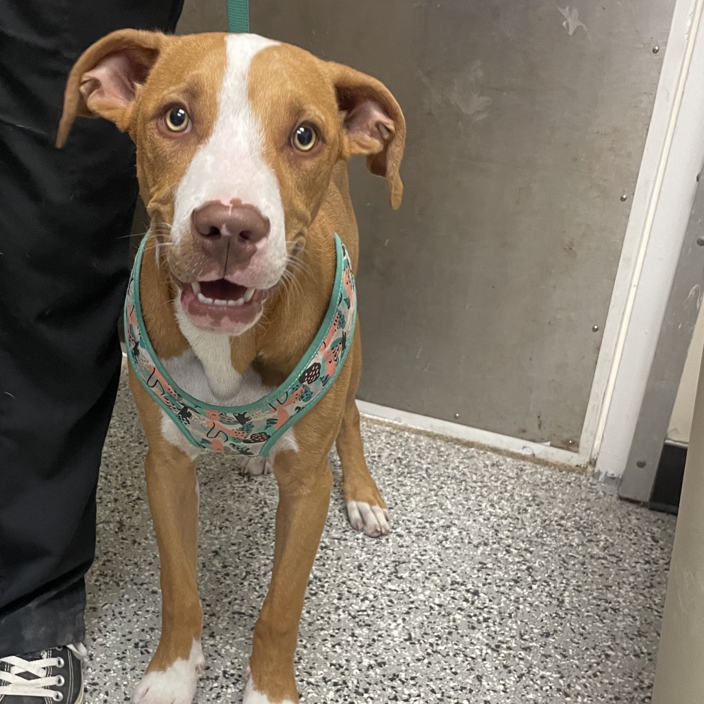 Jelly Roll is available for adoption at SPCA Florida