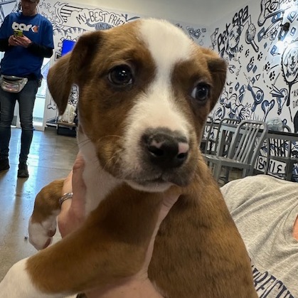 Adoptable Animals - Stray Paws Rescue