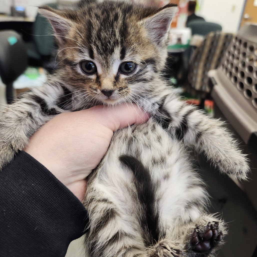 Piper - Humane Animal Rescue