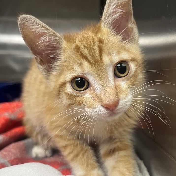 Meet Cheeto, a Domestic Shorthair Cat Available For Adoption | Lost Our ...