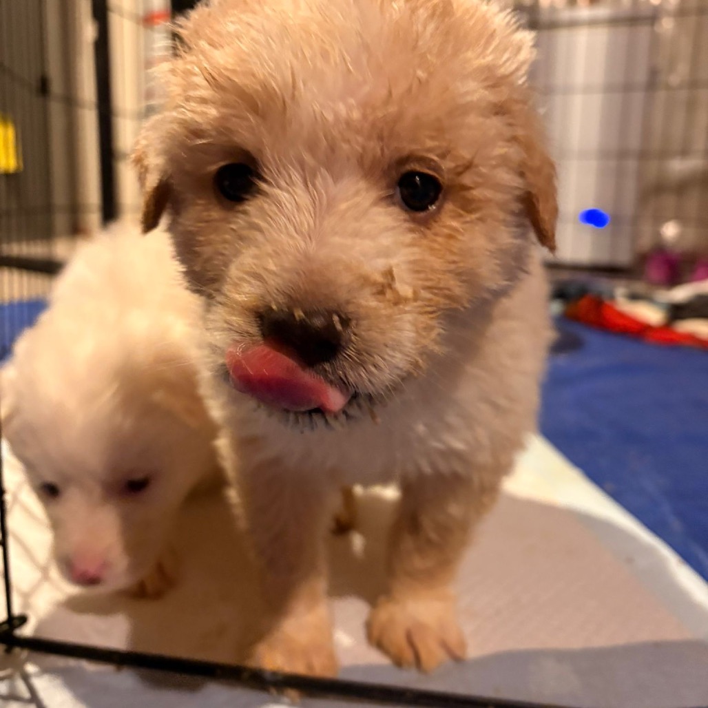 view-animal - Second Chance Animal Rescue Society