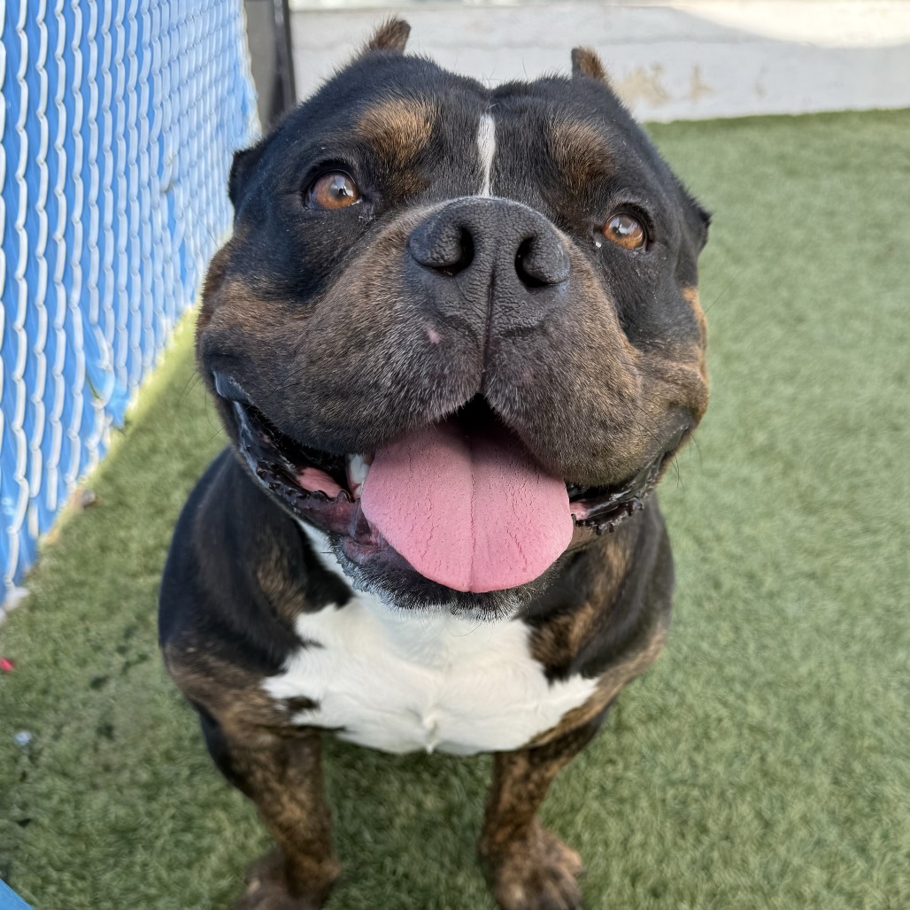 Adoptable – spcaLA