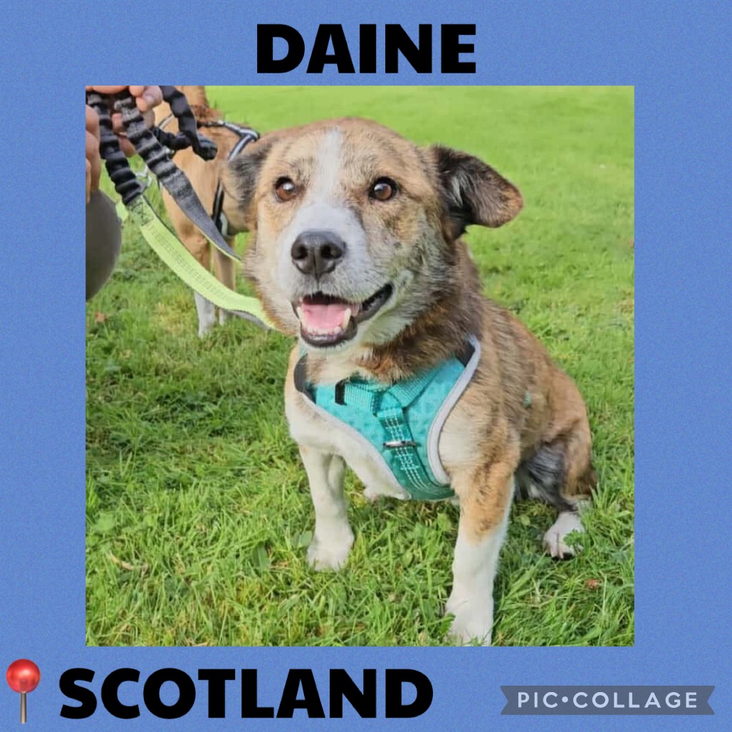 Daine is available for adoption at The Biggies' League