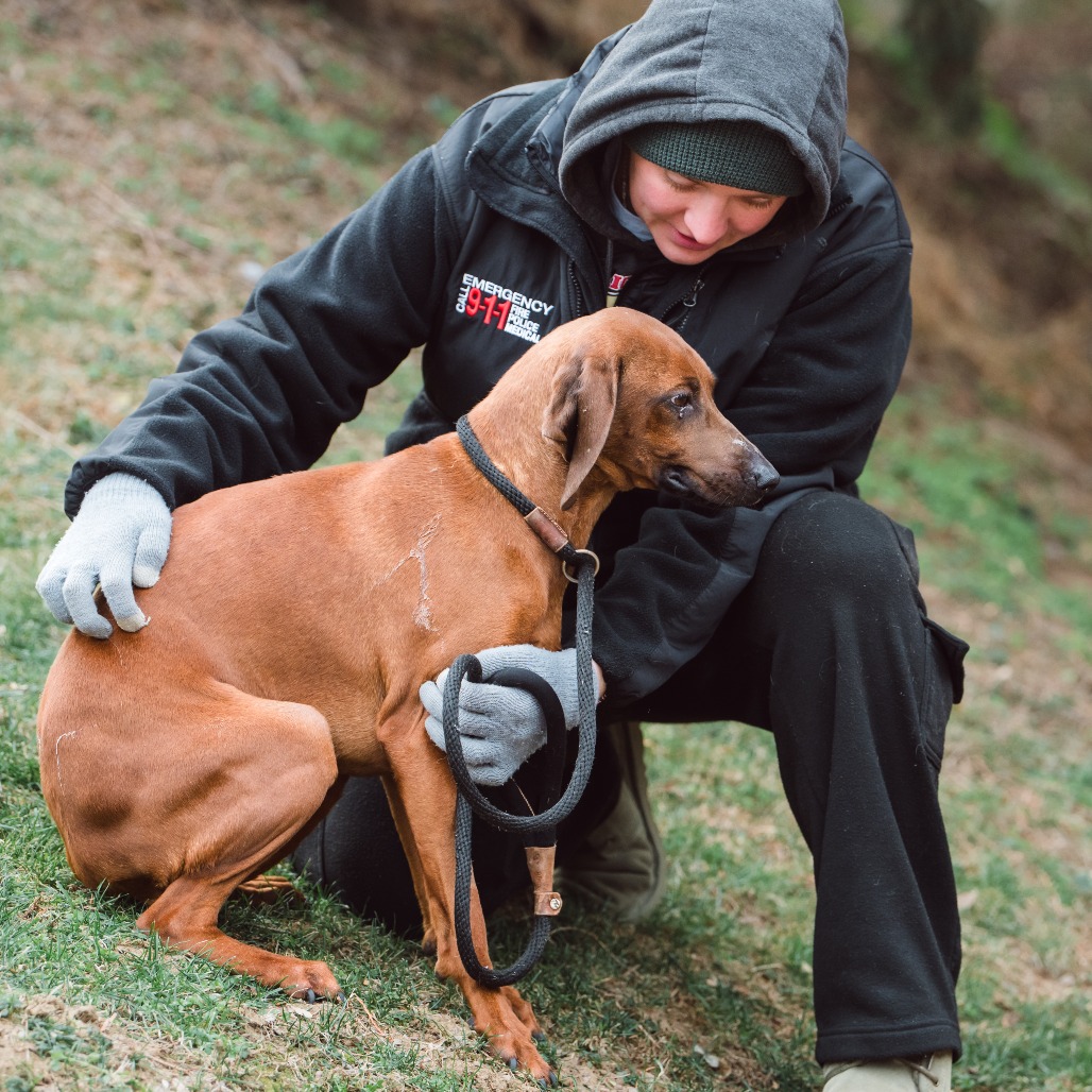 Pixie - Phoenix Animal Rescue