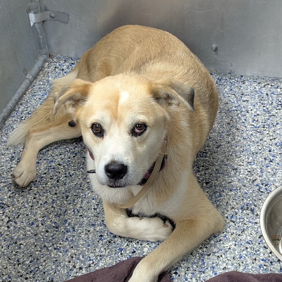 Opal/ Nila is available for adoption at Greenville County Animal Care