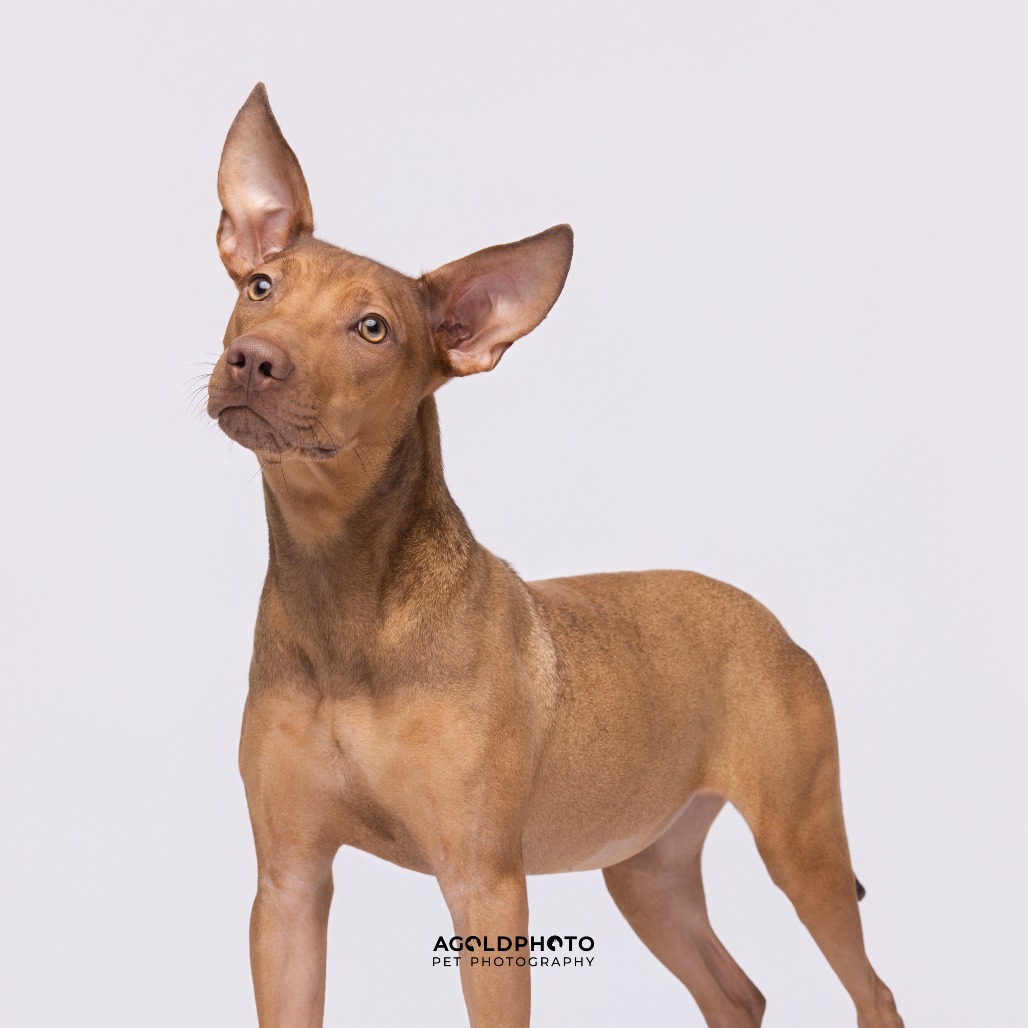 Naomi is available for adoption at Humane Society of Tampa Bay ...