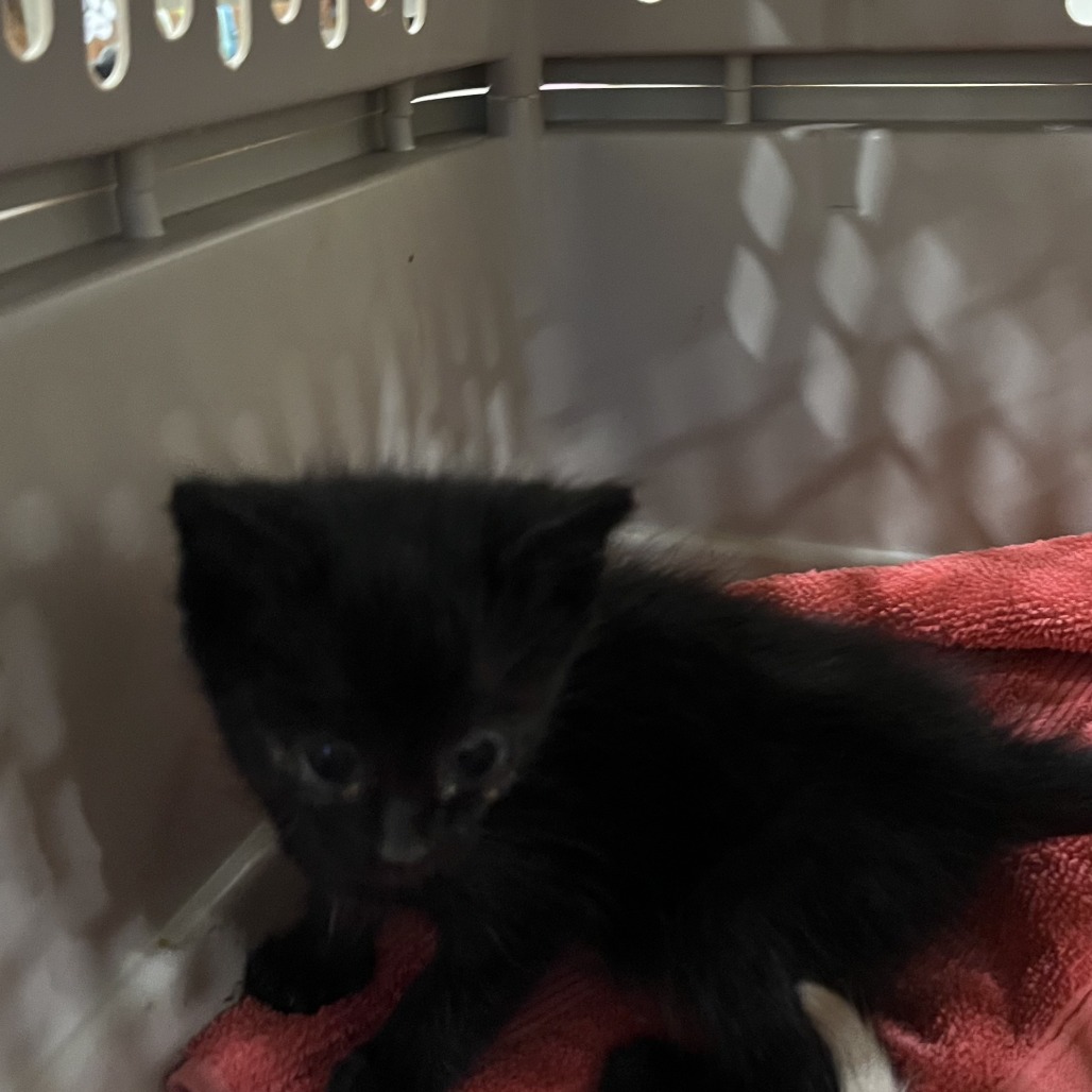 69365 - RHSPCA