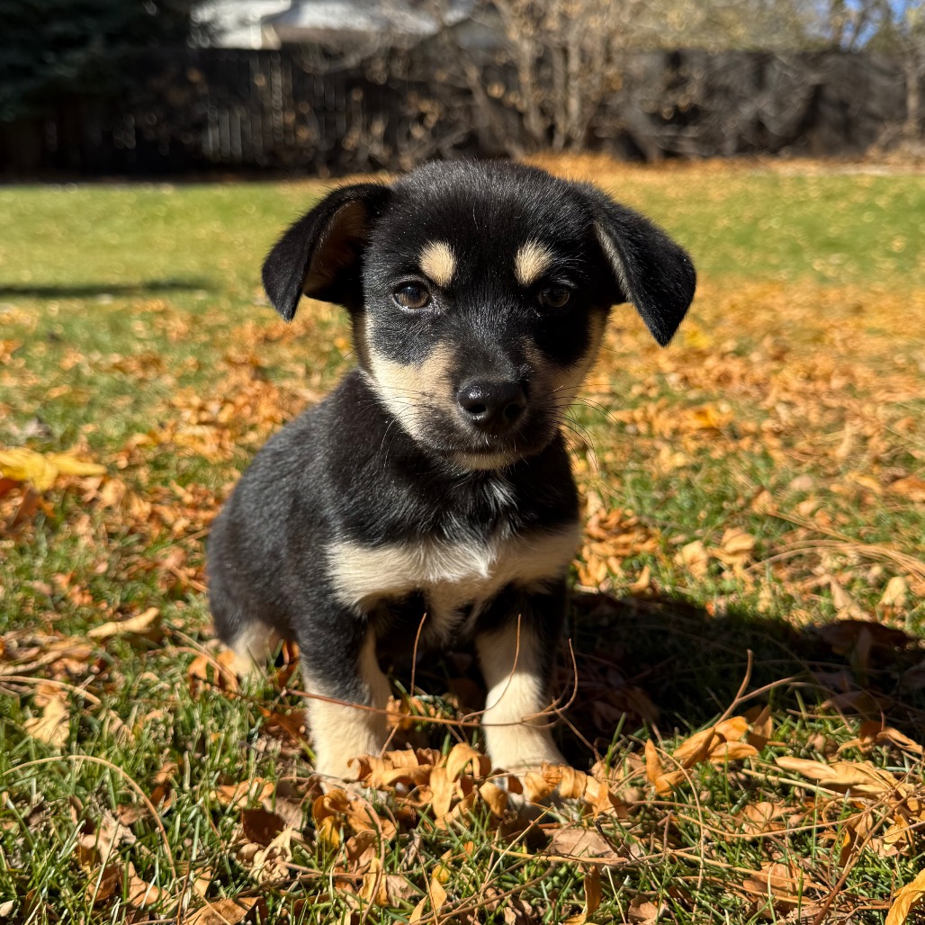 Winston is available for adoption at All Aboard Animal Rescue