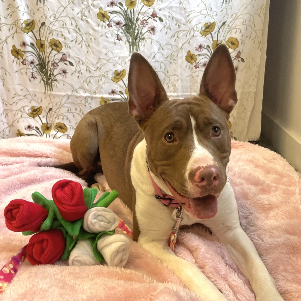 spcaLA – DEDICATED TO THE PREVENTION OF CRUELTY TO ANIMALS SINCE 1877