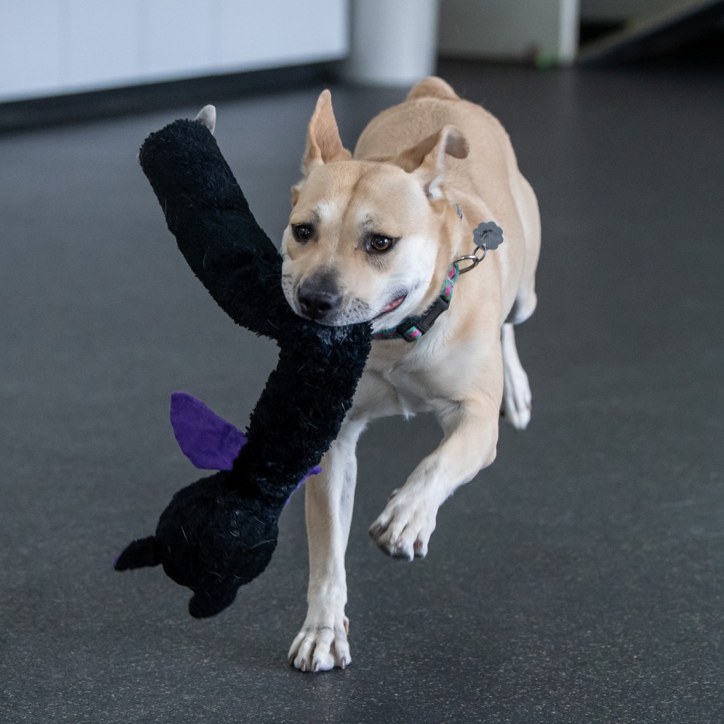 Cleo | Available for Adoption at Animal Welfare Society (AWS)