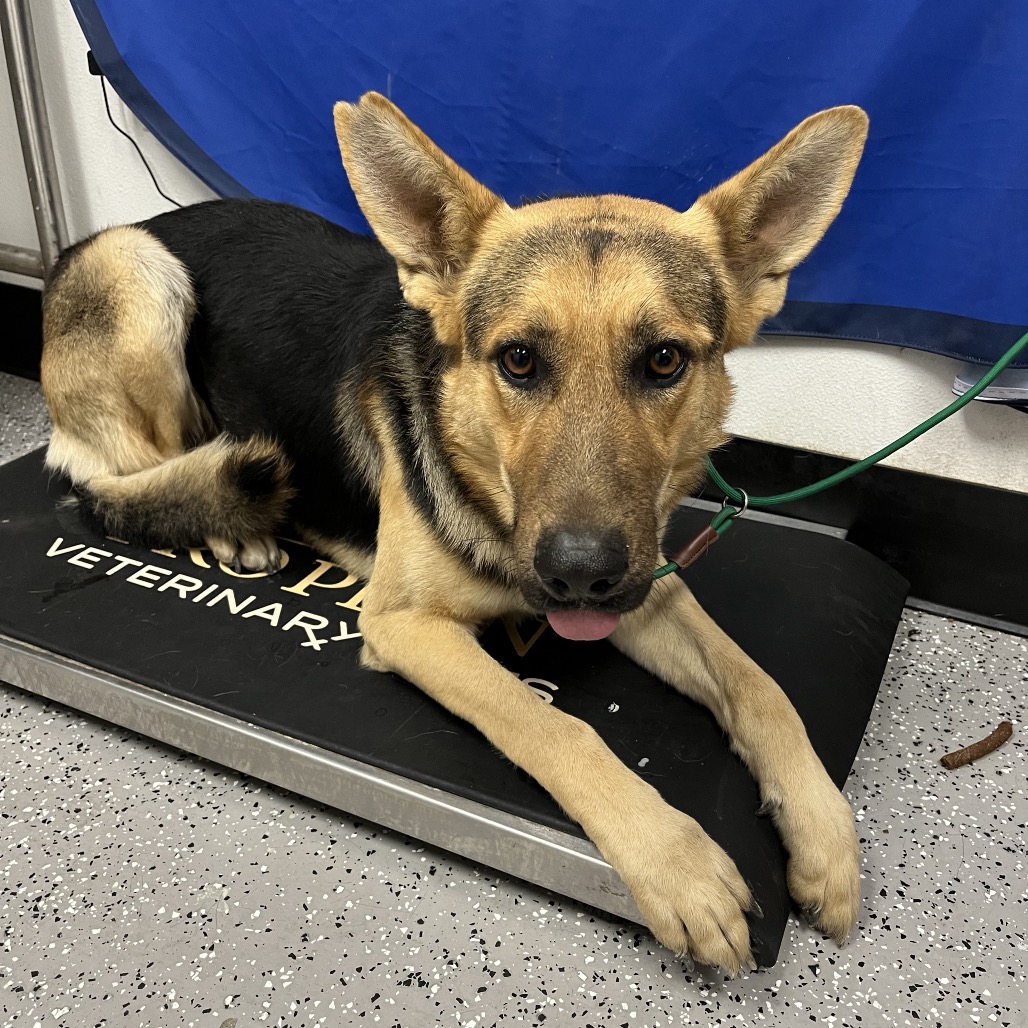 Alf (Fettuccini Alfredo) is available for adoption at Henderson Animal ...