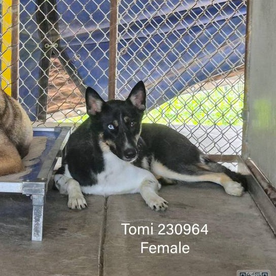 Tomi is available for adoption at Palm Valley Animal Society