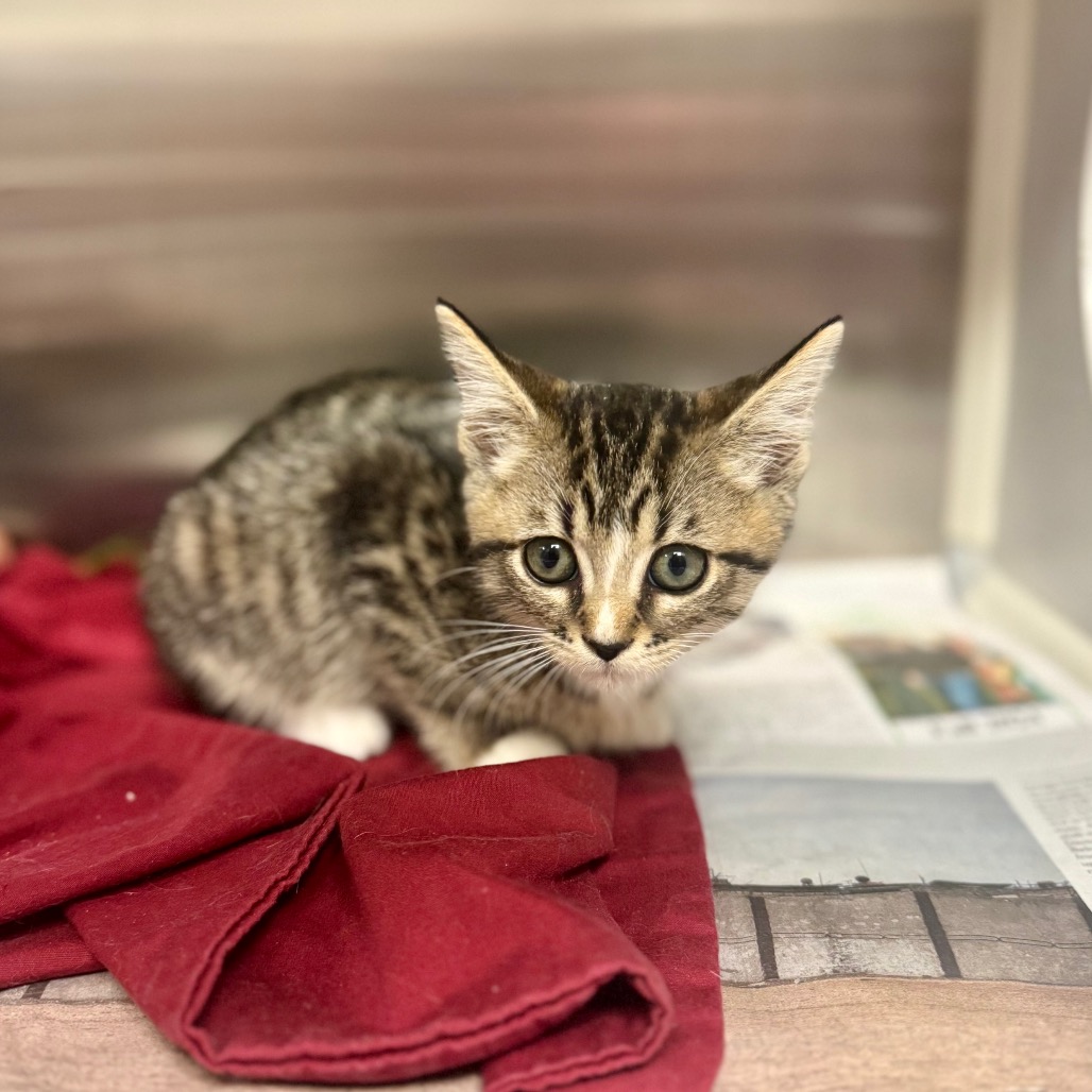 Tyler Lockwood is available for adoption at Blue Ridge Humane Society
