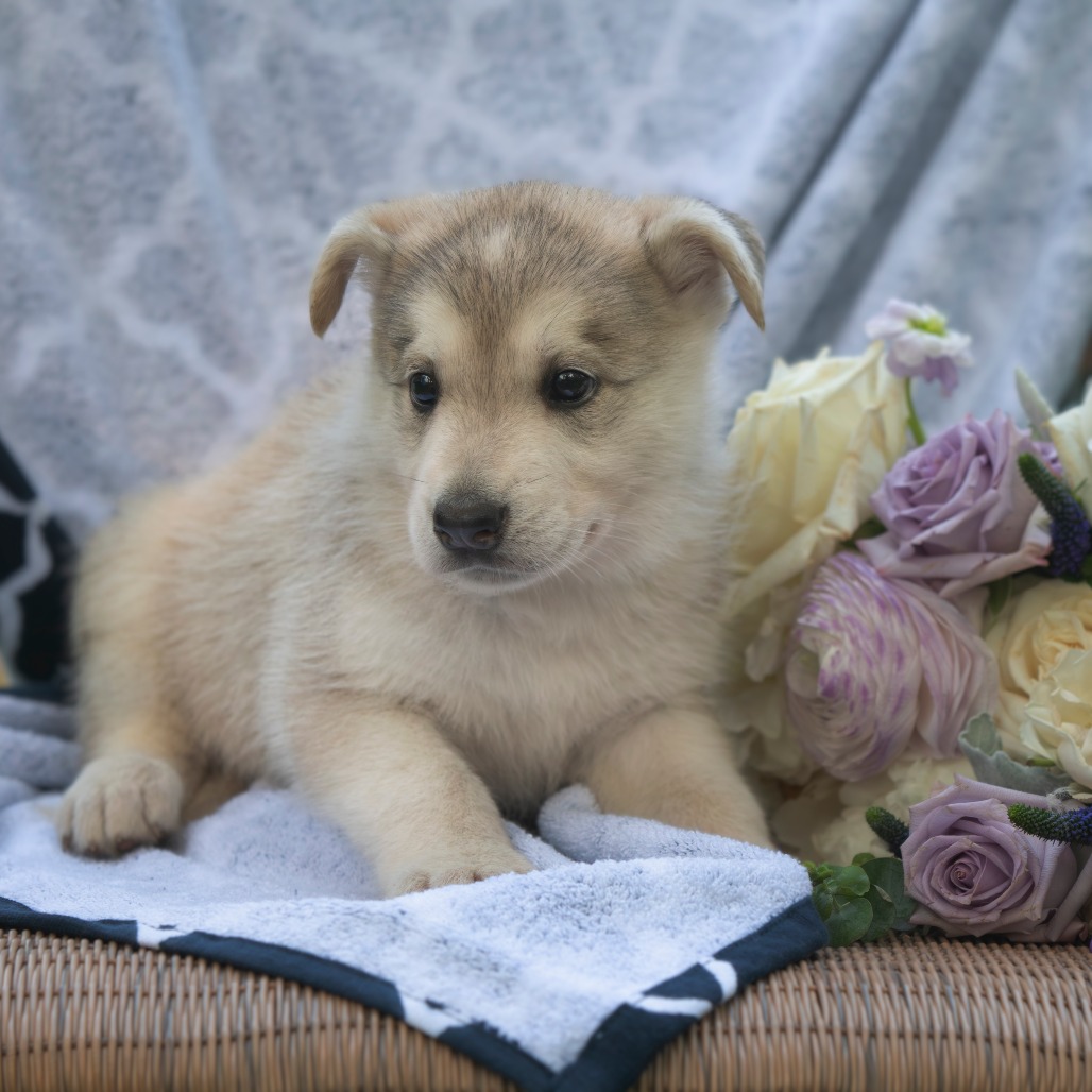 Adoptable Dogs - Rescue Network