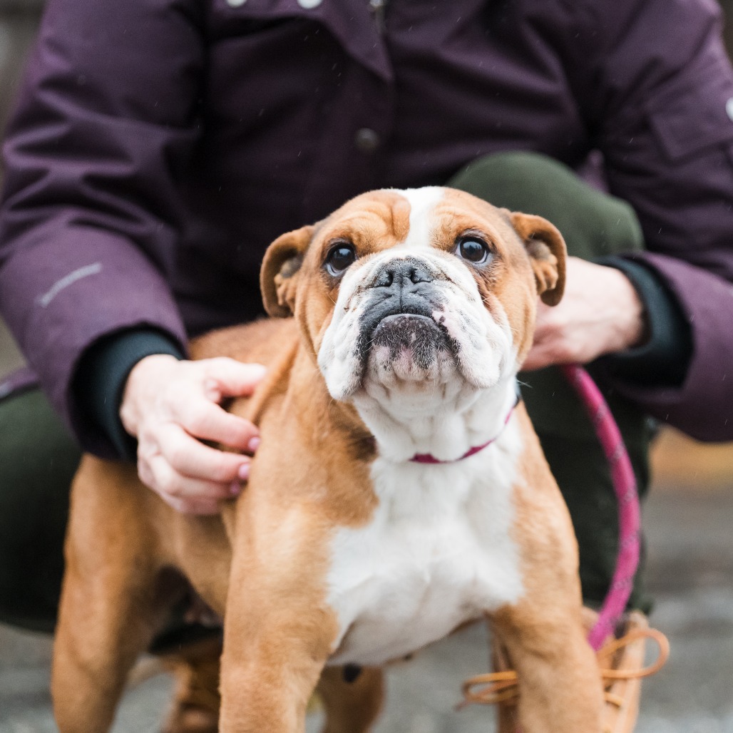 Molly - Phoenix Animal Rescue