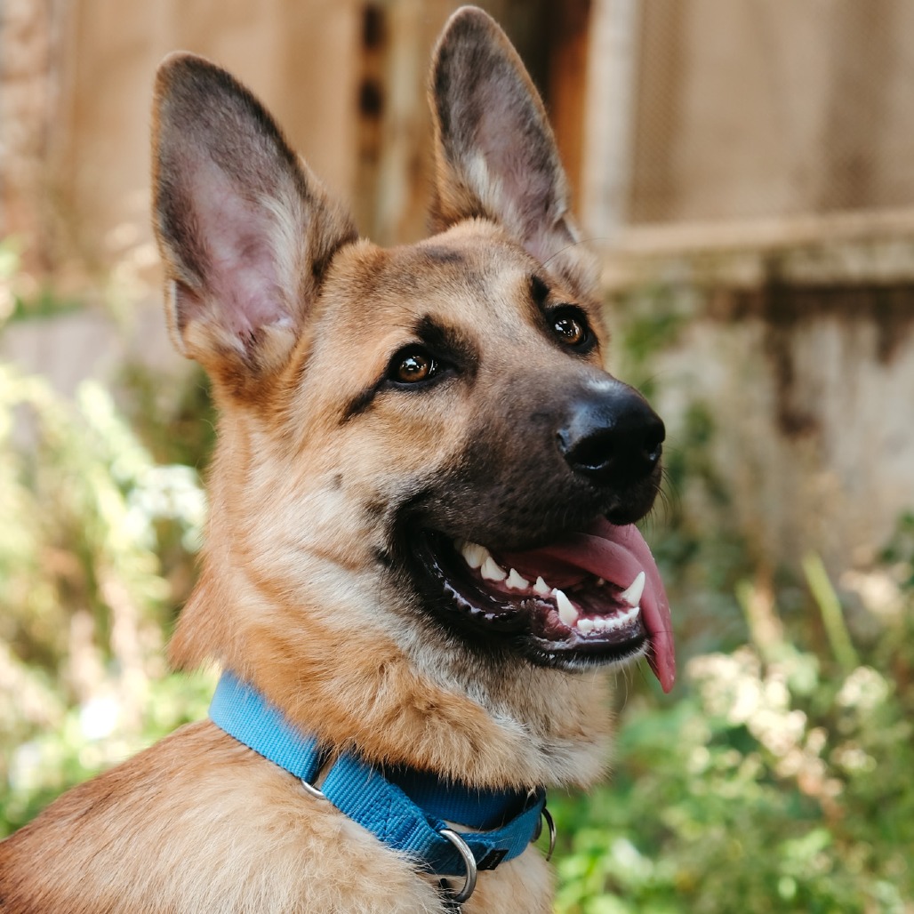 Dogs, Cats, and Critters for Adoption - One Tail at a Time