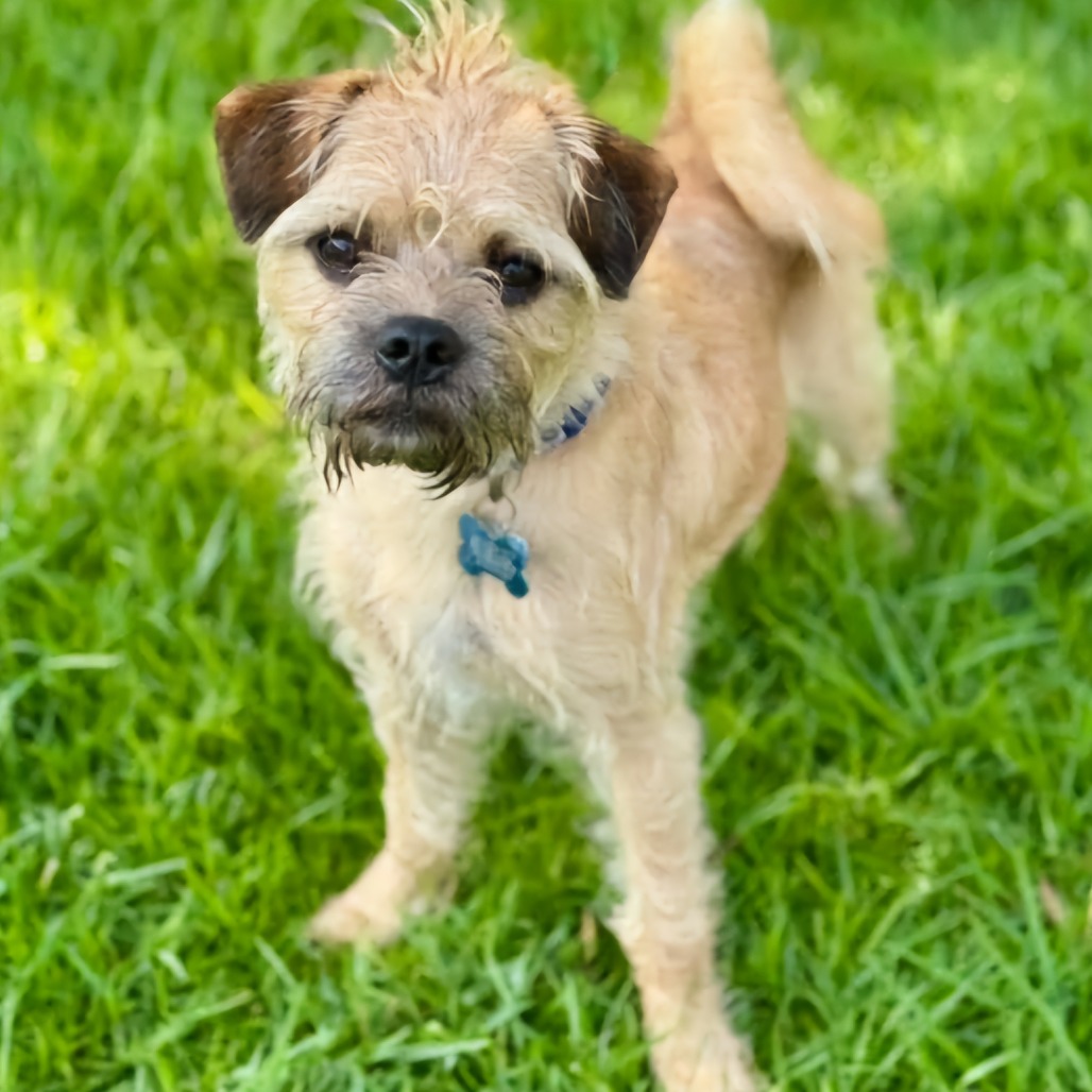 Luca - Chino Hills Location is available for adoption at Priceless Pets