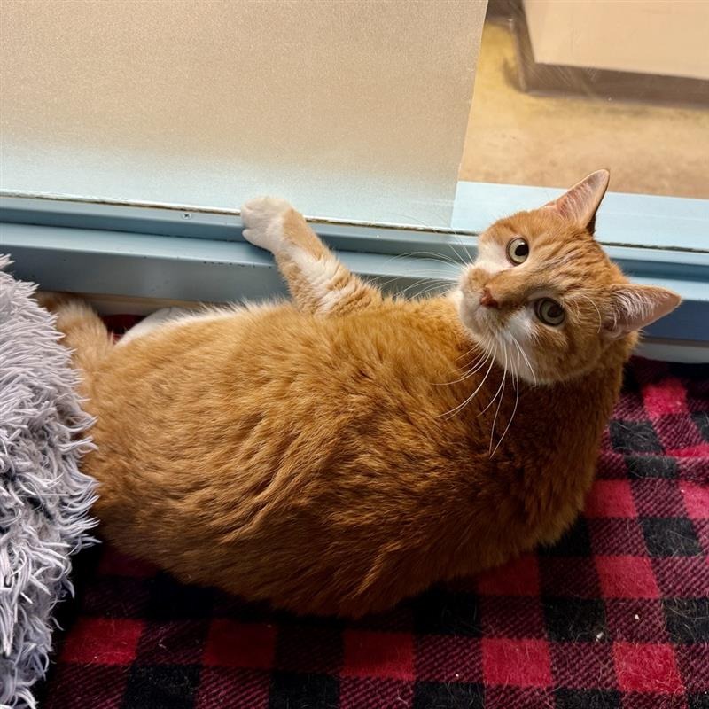 Charlie is available for adoption at Maryland SPCA