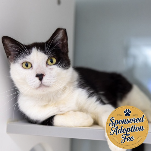 Stewie is available for adoption at Furry Friends Humane