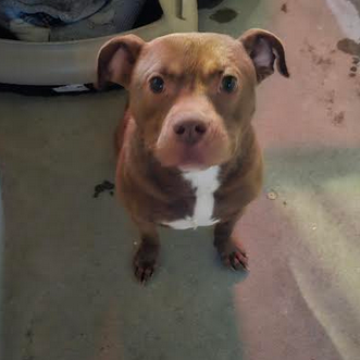 Falcon is available for adoption at Oktibbeha County Humane Society