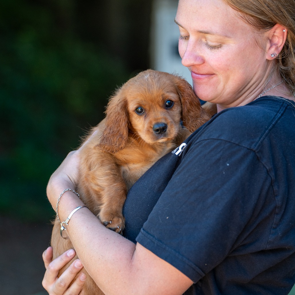 Jack - Phoenix Animal Rescue