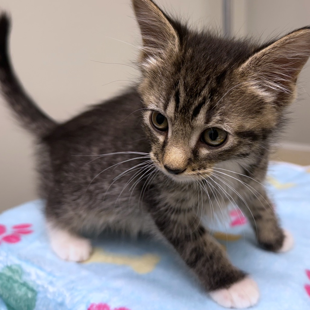 Adoptable Dogs – The Humane Society of Greater Kansas City