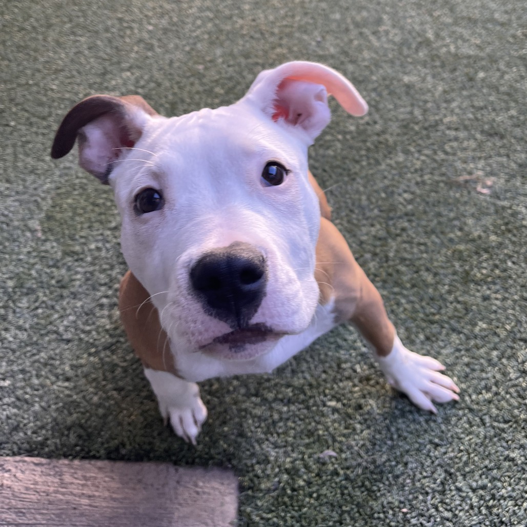 Lollypop Farm - Phoebe