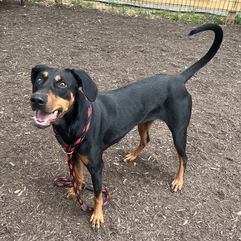 Tess - Phoenix Animal Rescue