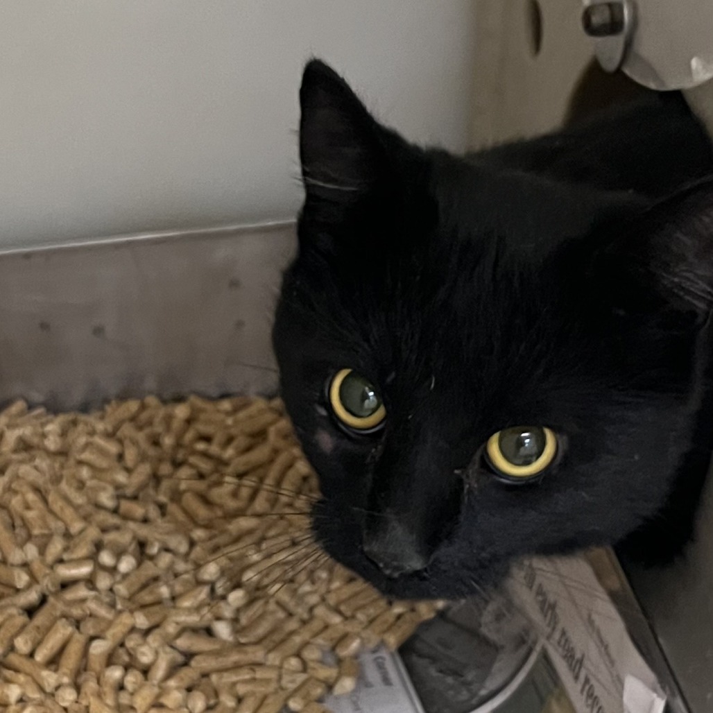 69376 - RHSPCA