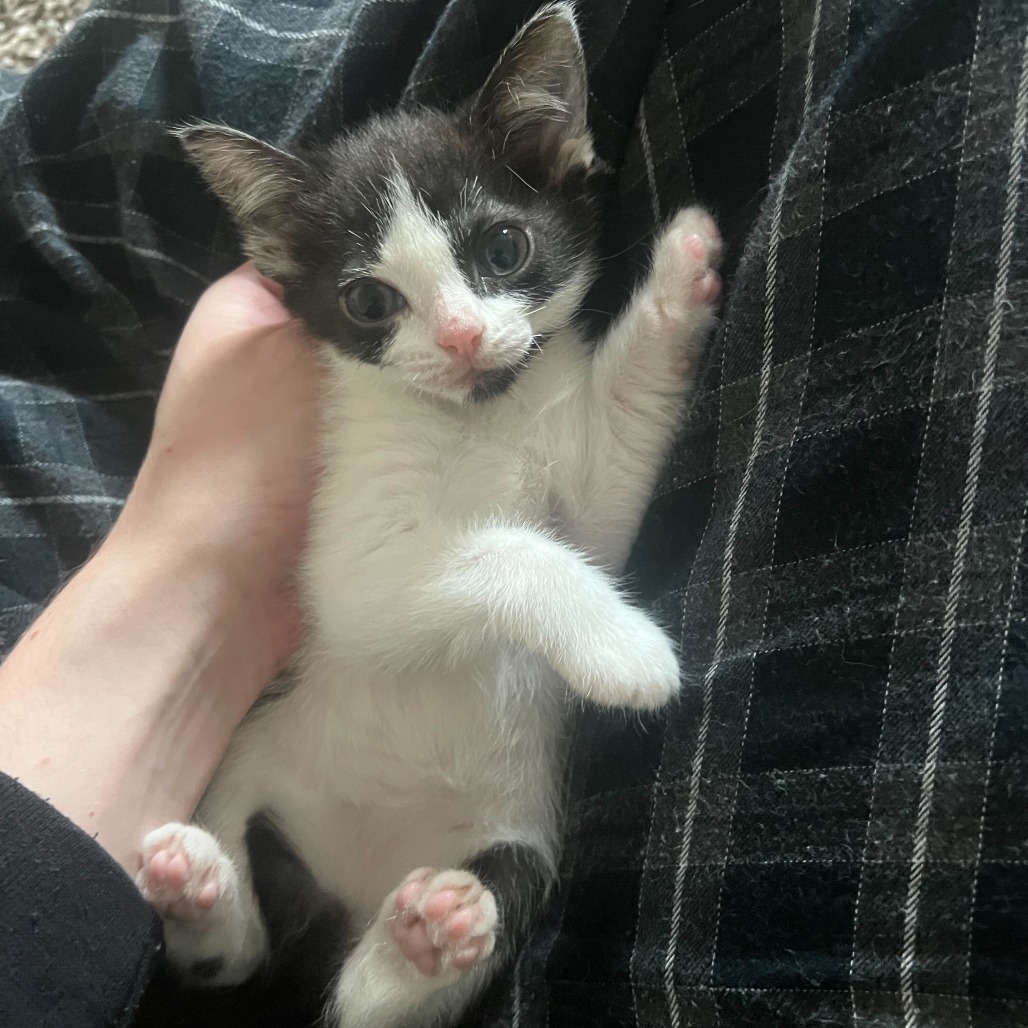Minky is available for adoption at San Antonio Pets Alive