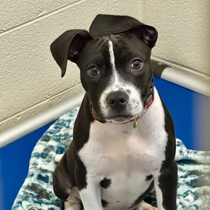 Harry is available for adoption at Blue Ridge Humane Society
