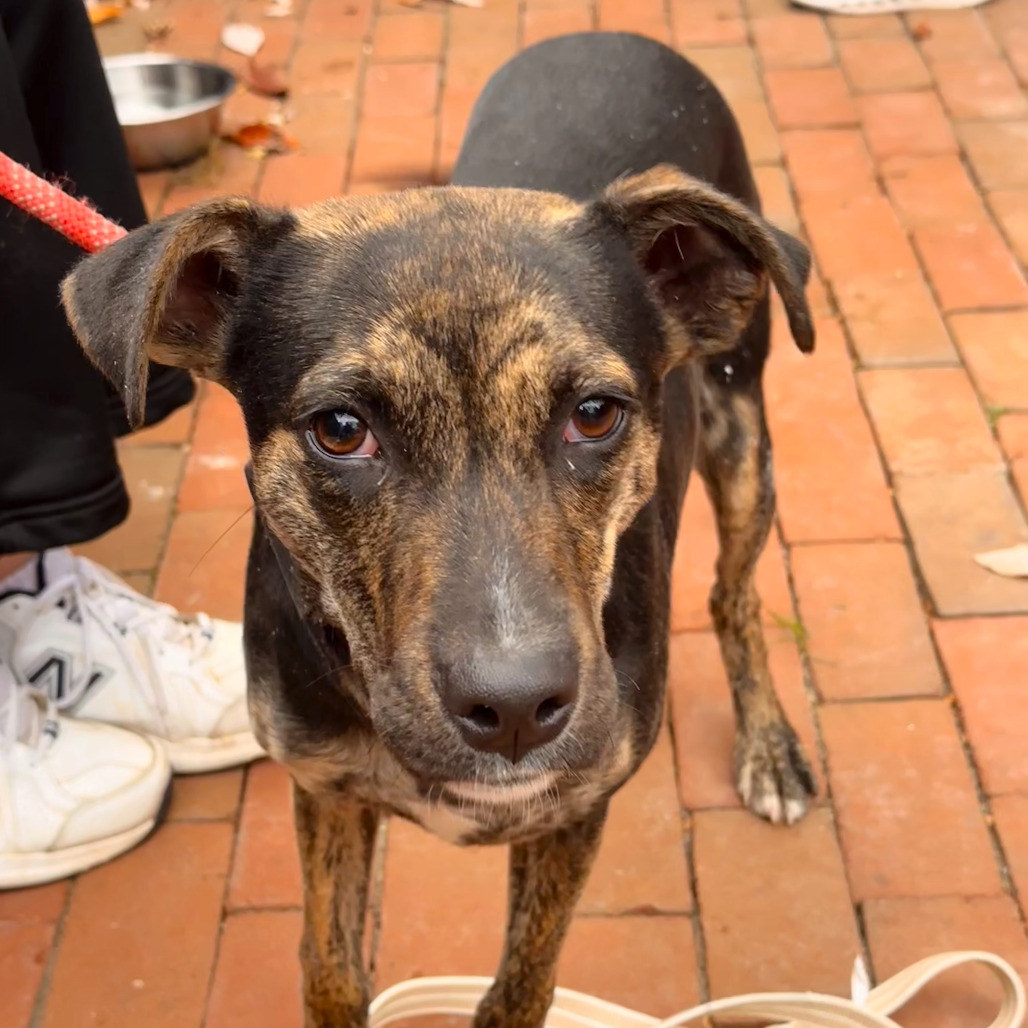 Gidget is available for adoption at City Dogs & City Kitties Rescue