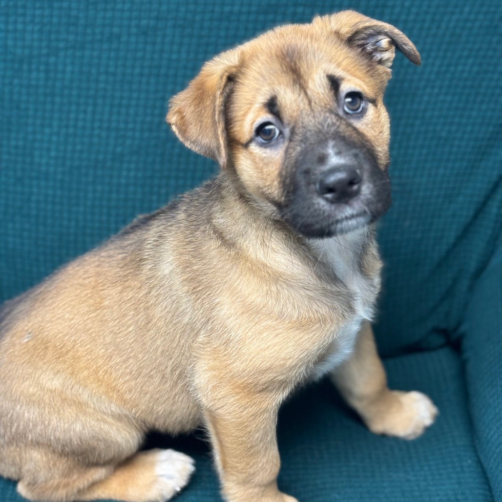 Adoptable Animals - Stray Paws Rescue