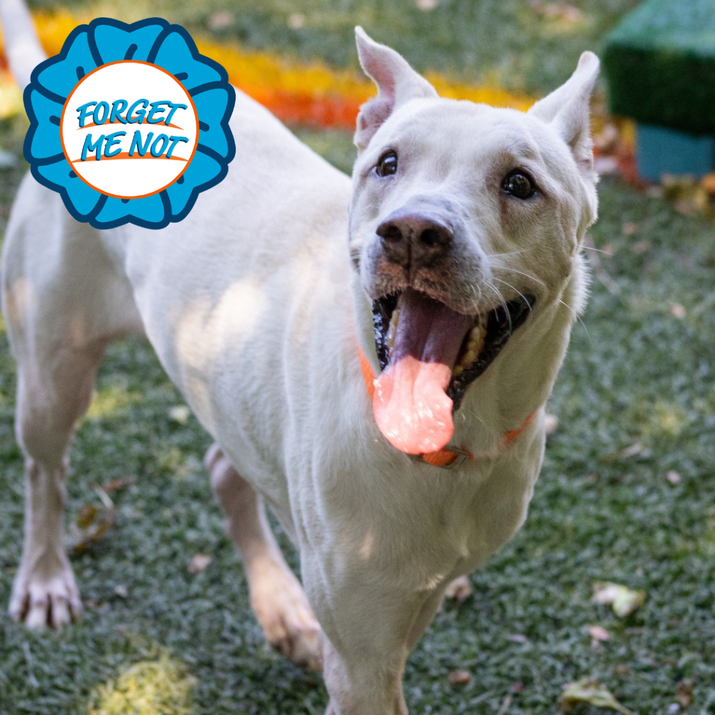 Barack is available for adoption at Maryland SPCA